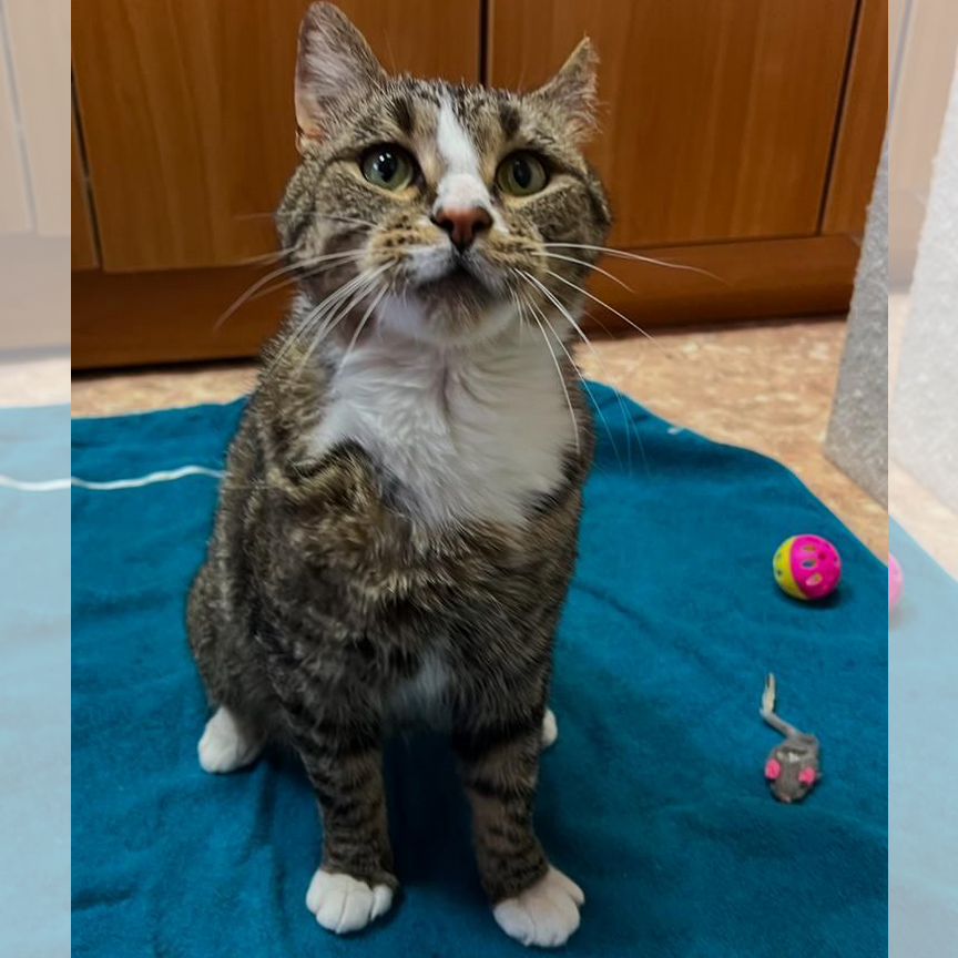 Взрослый кот в добрые руки