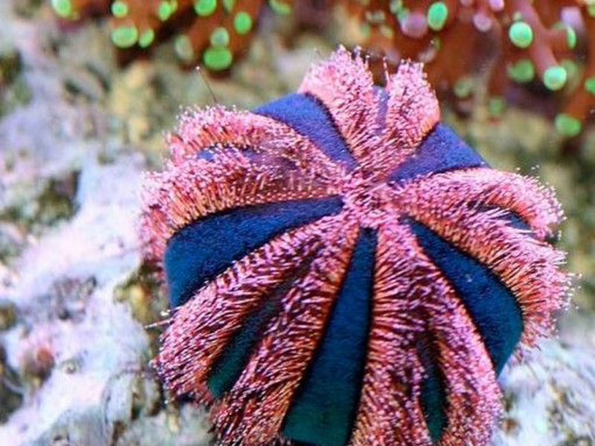 Еж меспилия