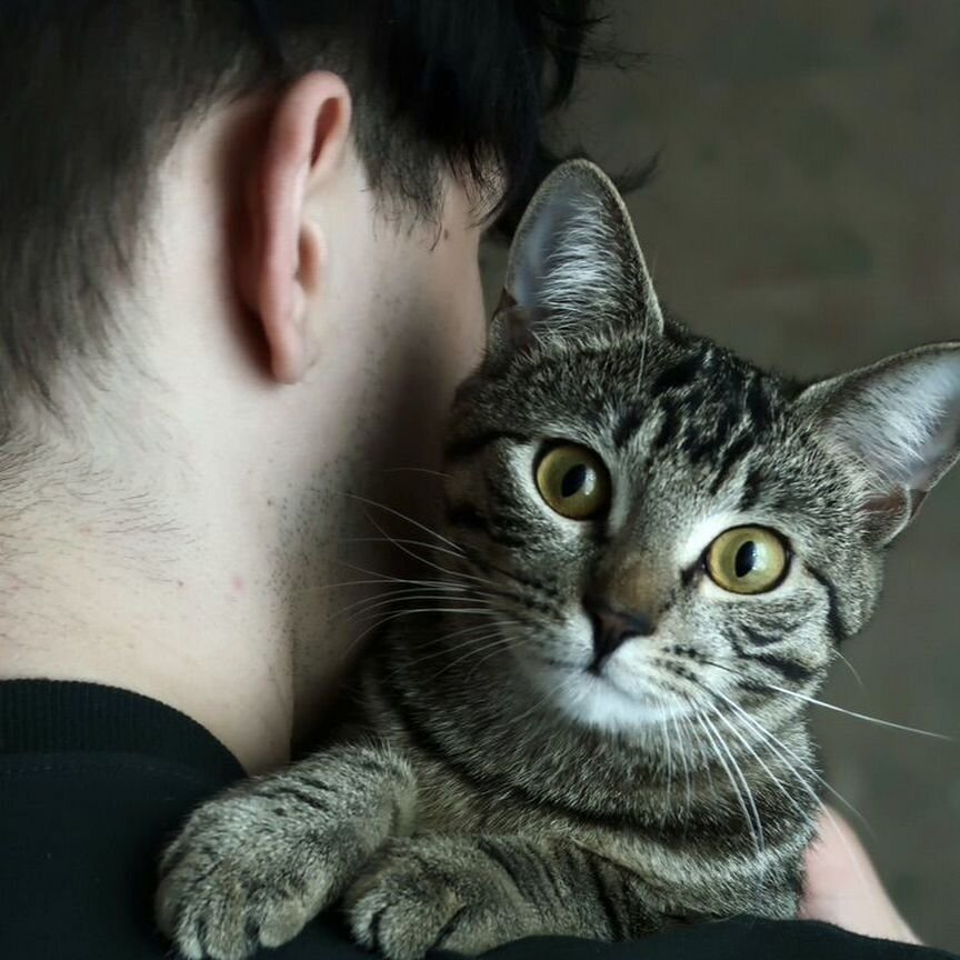 Кошка в добрые руки