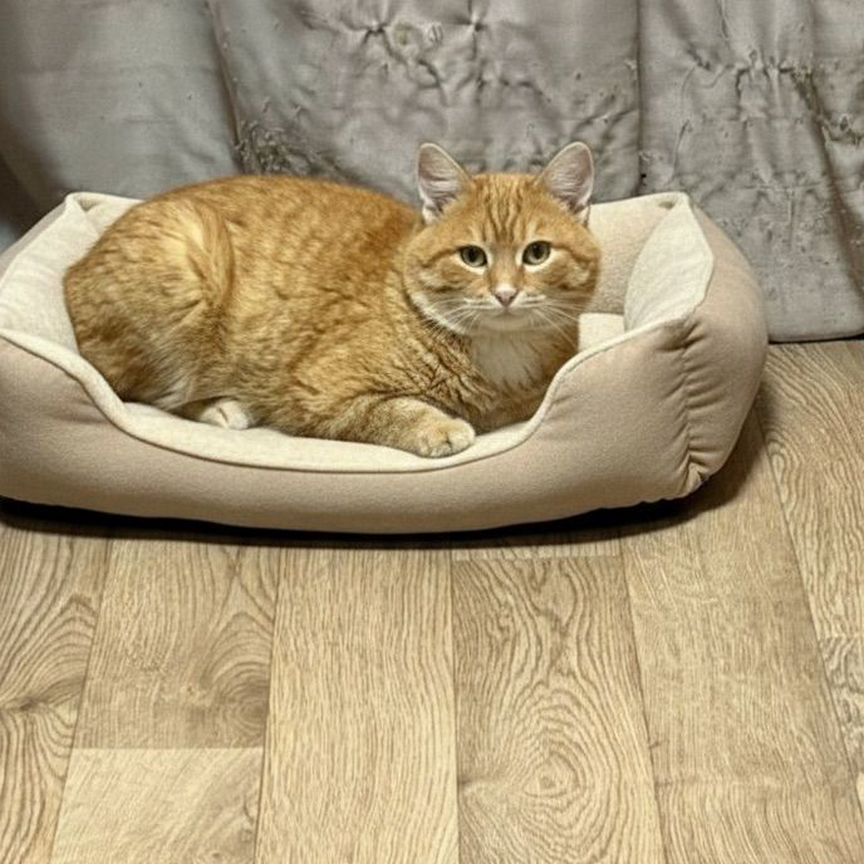 Взрослый кот в добрые руки