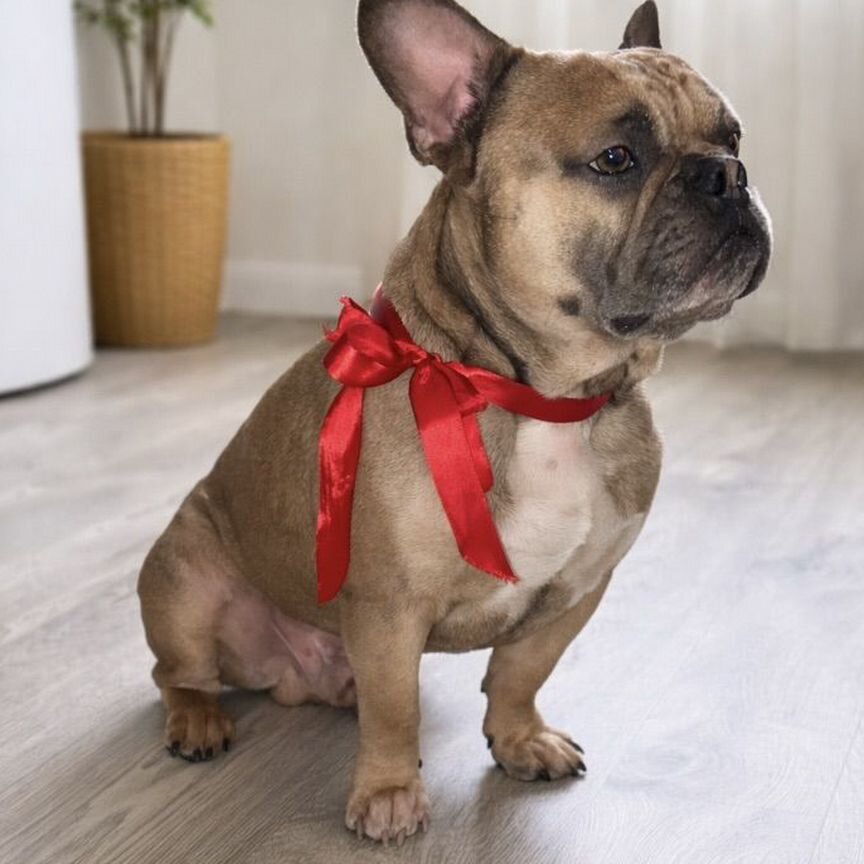 Французский бульдог, вязка