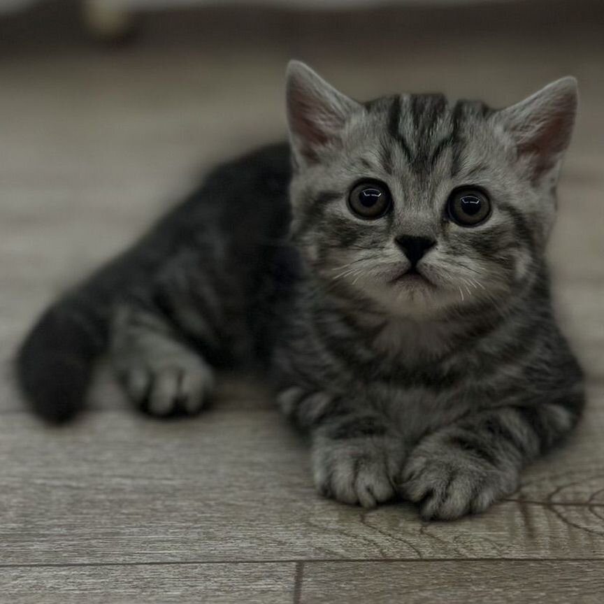 Шотландский котенок мальчик