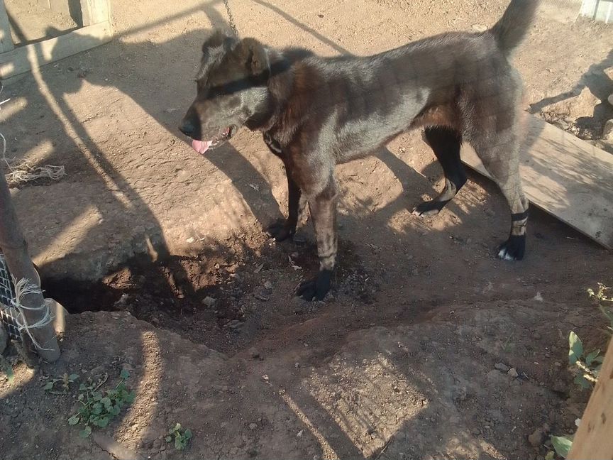 Собака в добрые руки