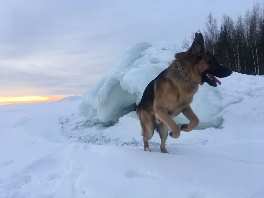 Немецкая овчарка (кобель для случки)