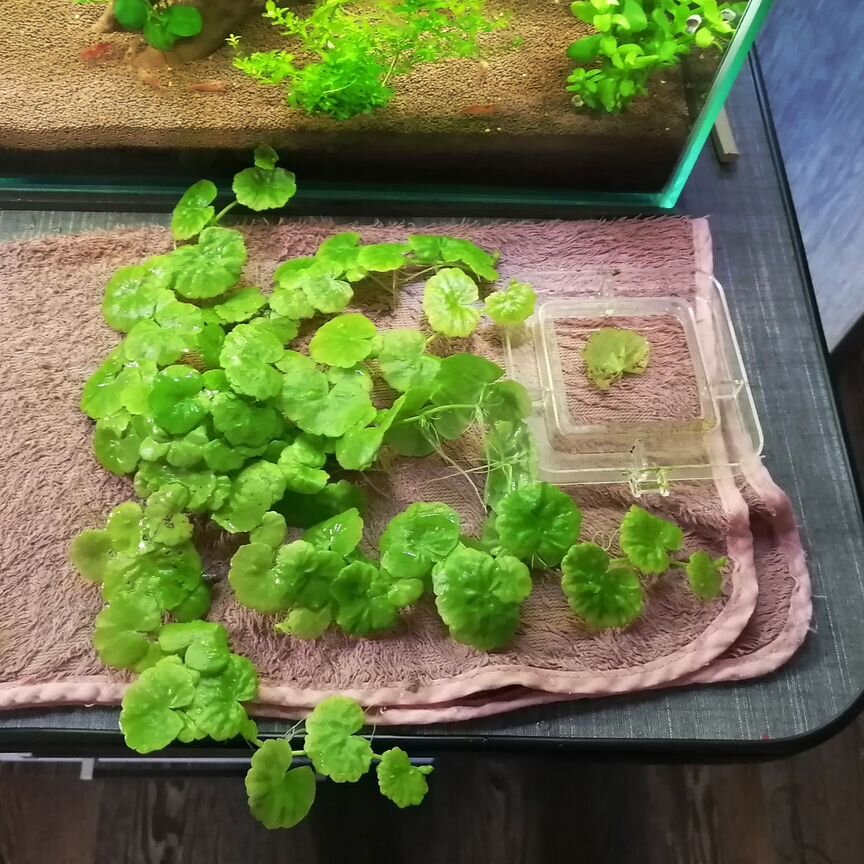 Щитолистник белоголовый аквариумное растение