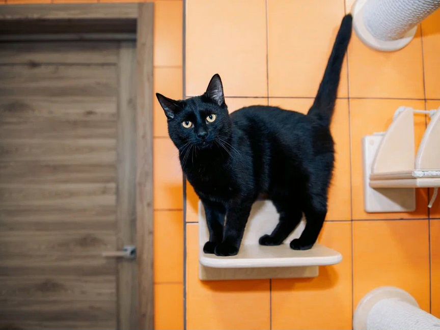 Черный котик из приюта в добрые руки бесплатно