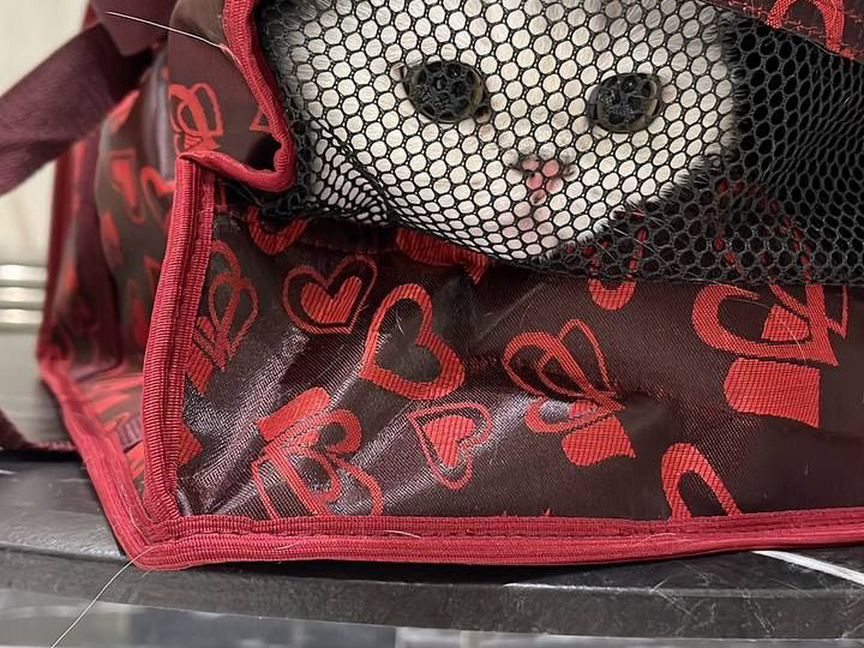 В добрые руки