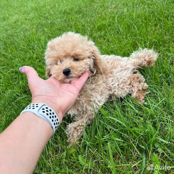 Мальтипу/Maltipoo f2