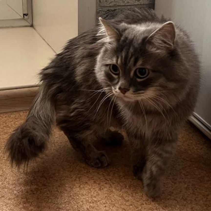 Сибирский кот, взрослый