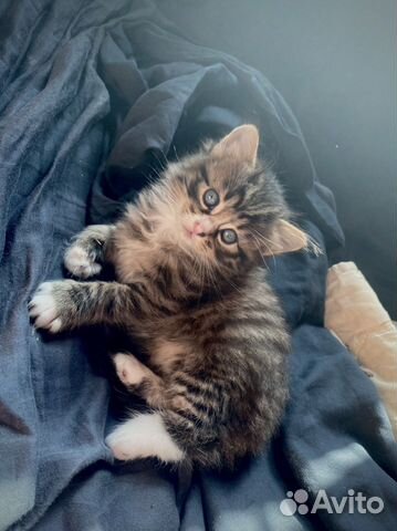 Сибирские котята пушистики