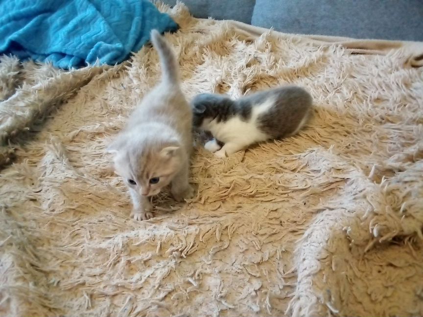 Шотландские вислоухие котята