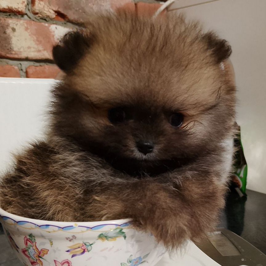 Померанский шпиц, щенок