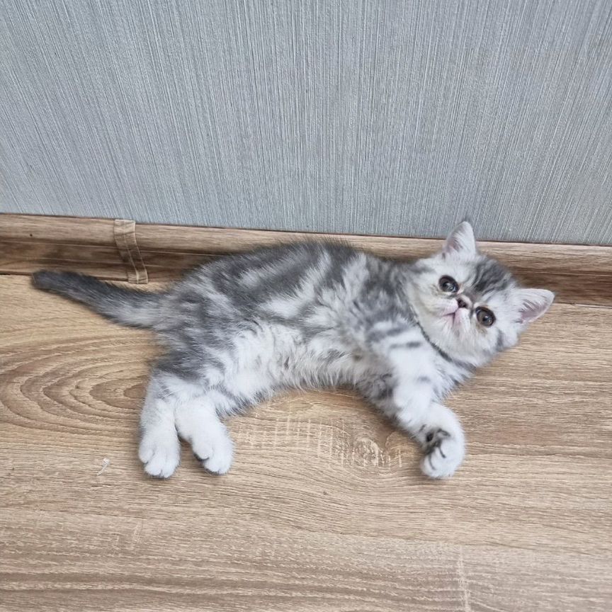 Котёнок девочка мраморный окрас(экзот)