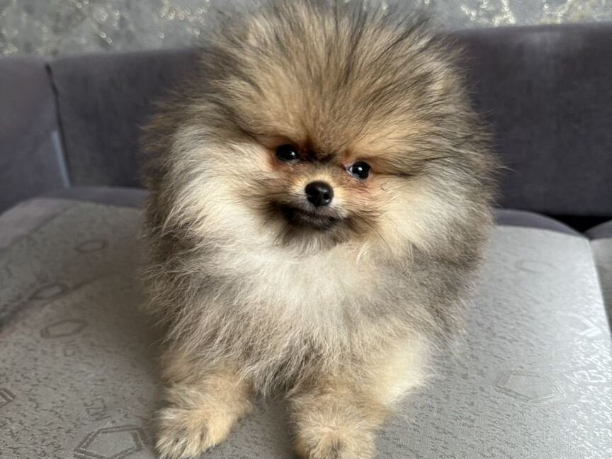 Померанский шпиц карликовый мальчик