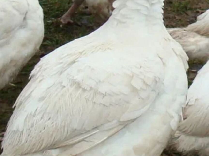 Индюки хайбрид конвертер