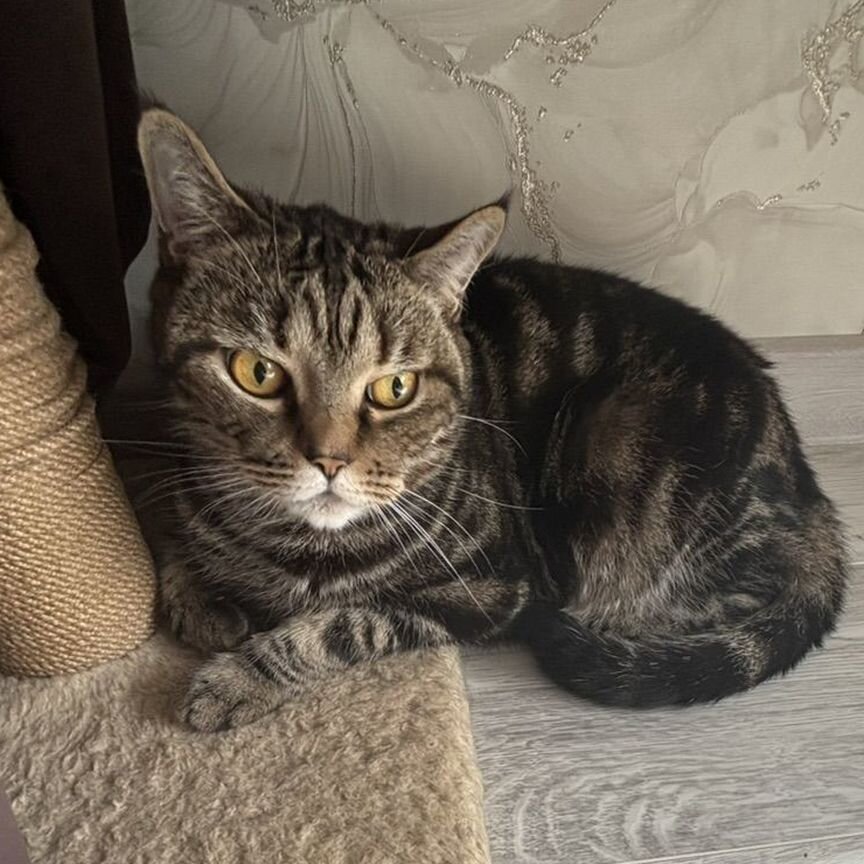 Взрослый кот в добрые руки