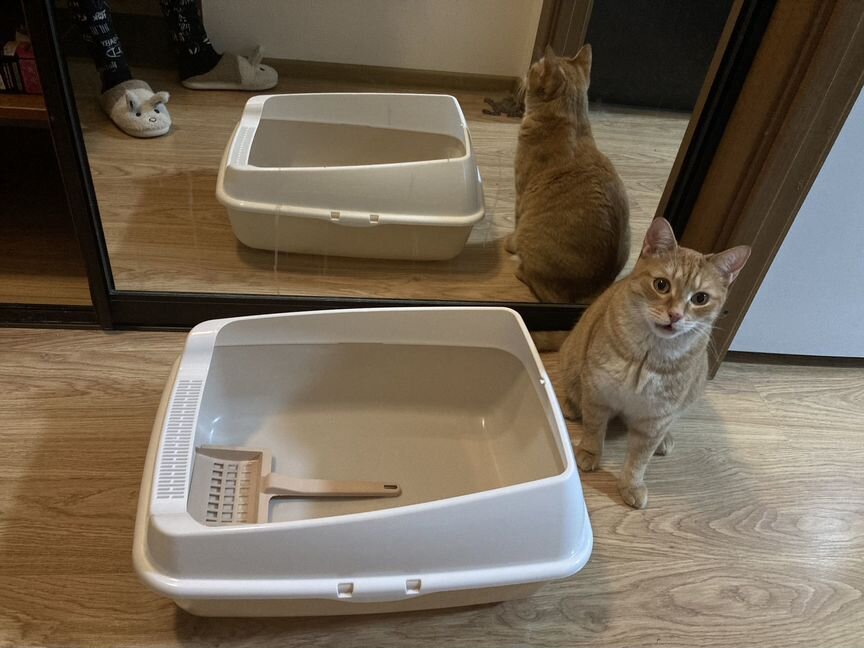 Кошачий туалет открытый