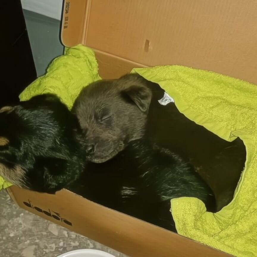 Щенок в добрые руки