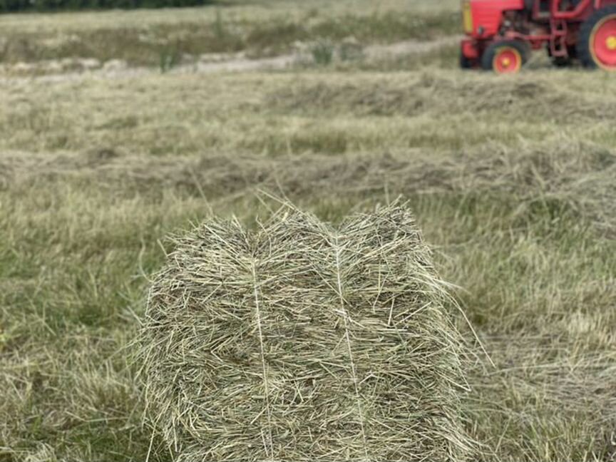 Сено в тюках