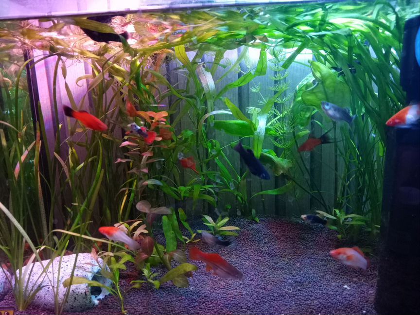 Молинезии чёрные