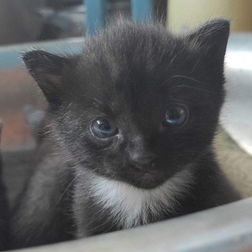 Котята в добрые руки бесплатно