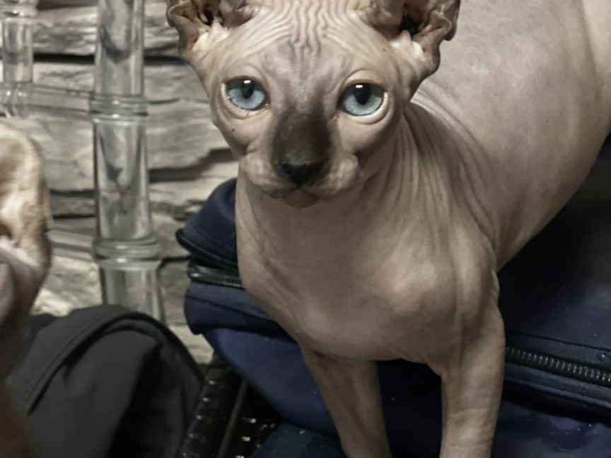 Эльф с синими глазами