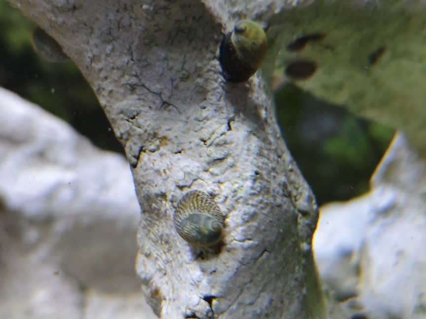 Теодоксус улитка