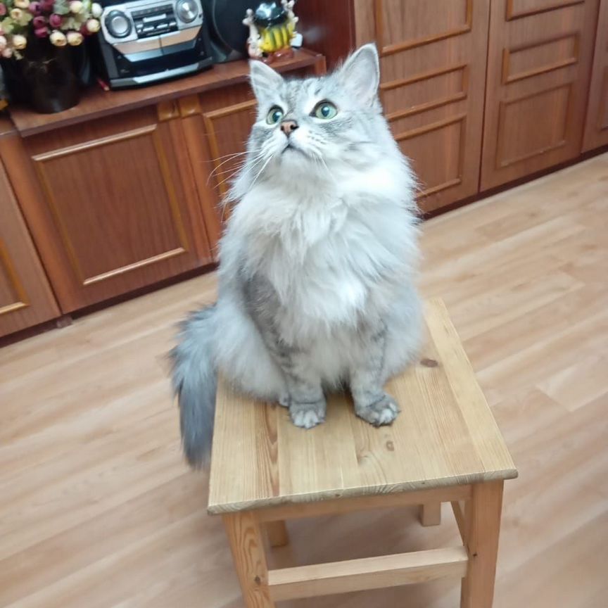 Кот, отдам в добрые руки бесплатно