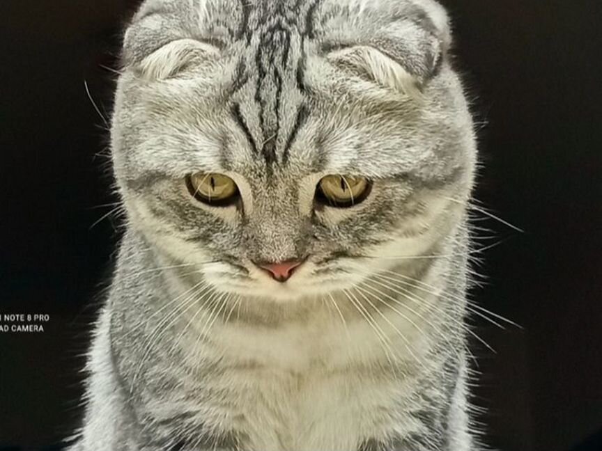 Шотландский вислоухий кот вязка