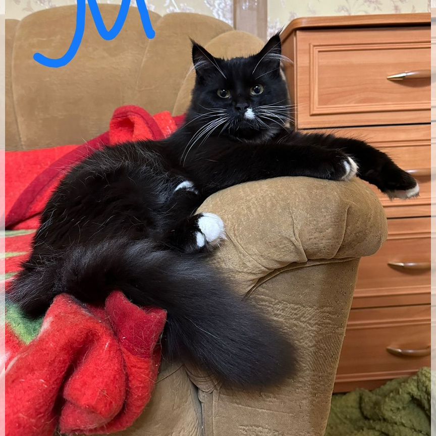 Сибирский котёнок