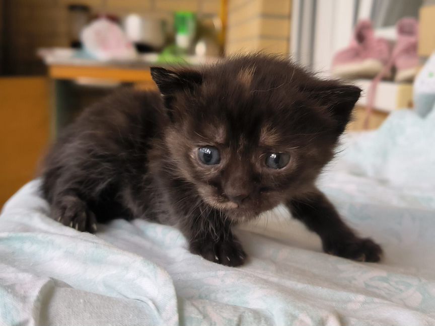 Котёнок
