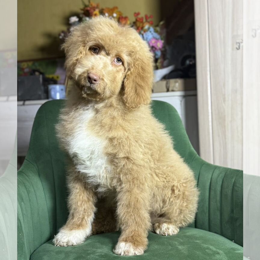 Лабрадудль, щенок