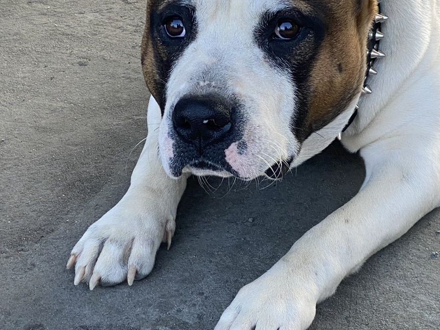 Ищем невесту