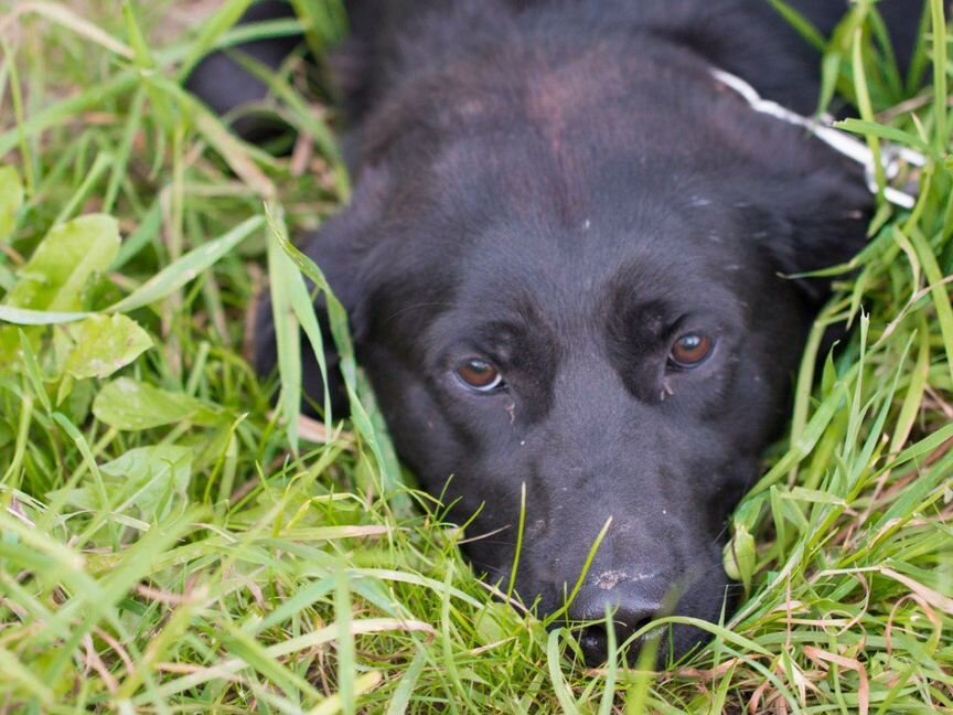 Трогательная собака Проня в добрые руки