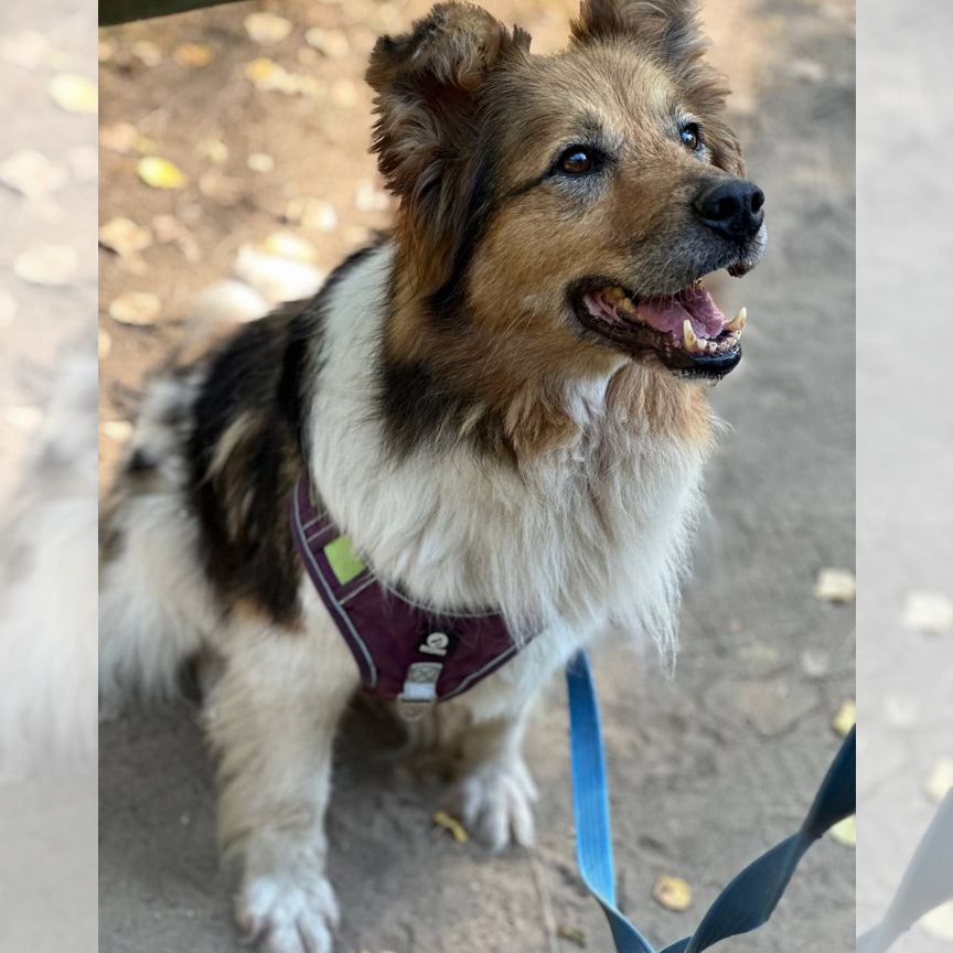 Взрослая собака в добрые руки