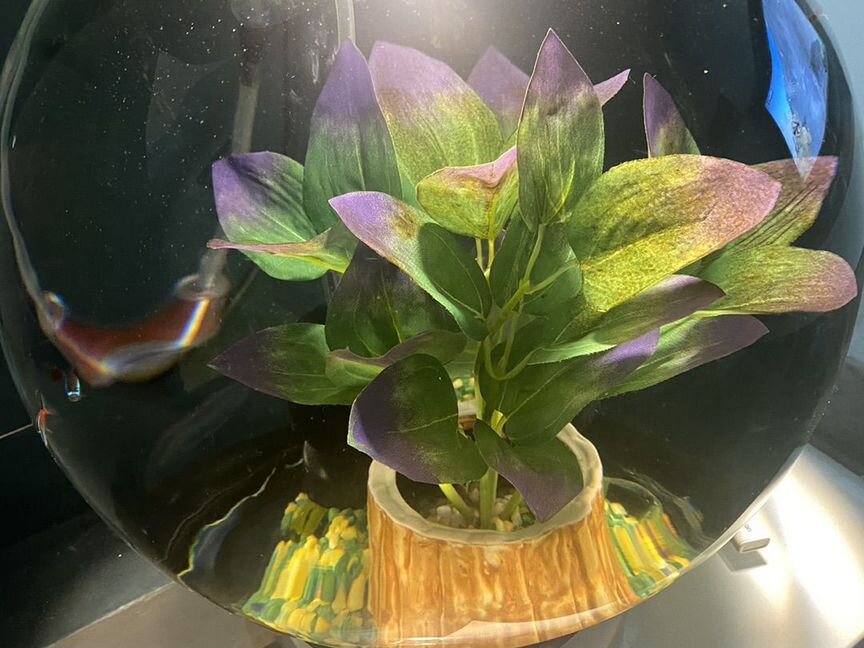 Аквариум с рыбками