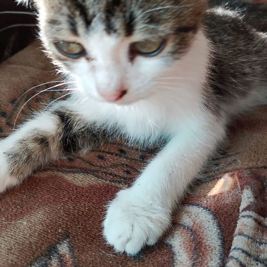 Домашние животные котята