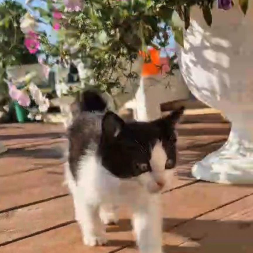 Котёнок, девочка 3.5 мес. ищет родителей