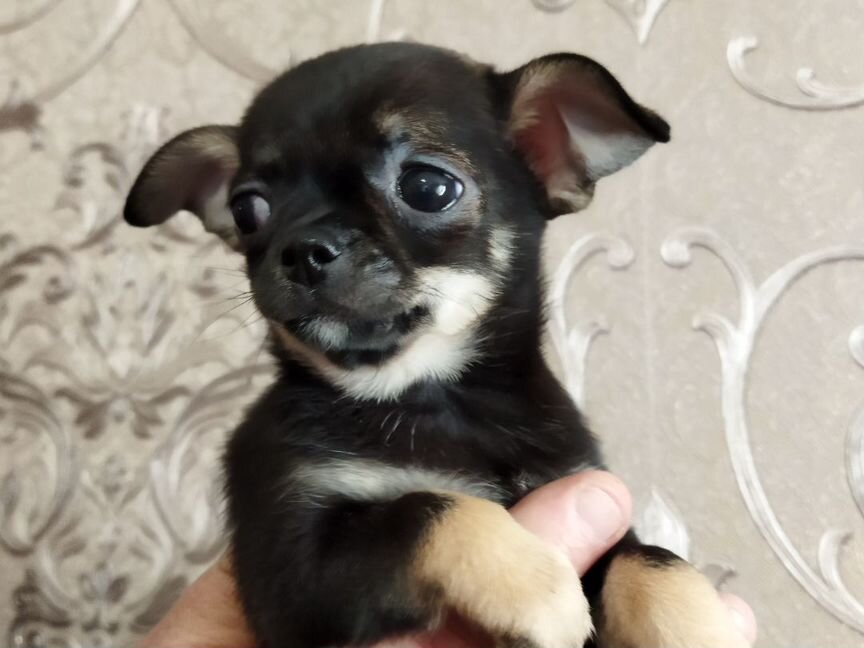 Малыши чихуахуа