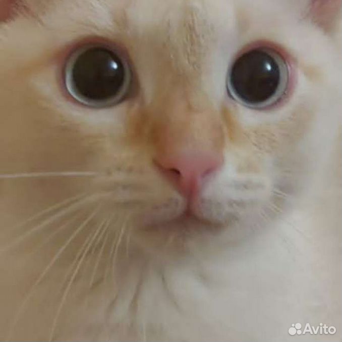 Котенок Пиксель ищет маму