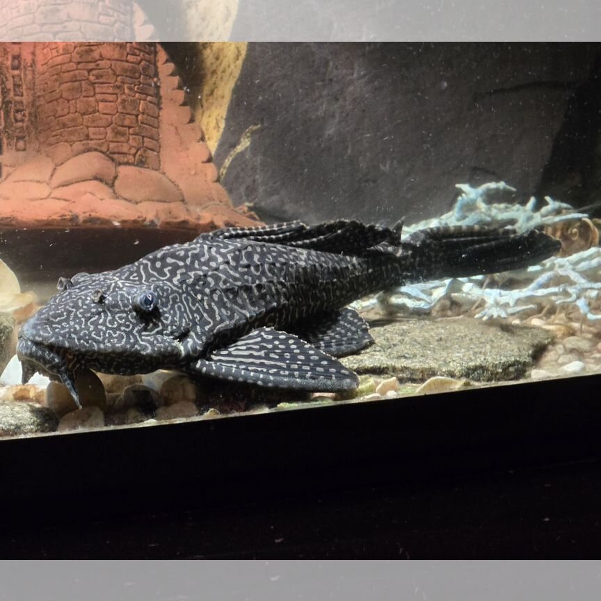 Сом/Птеригоплихт парчовый