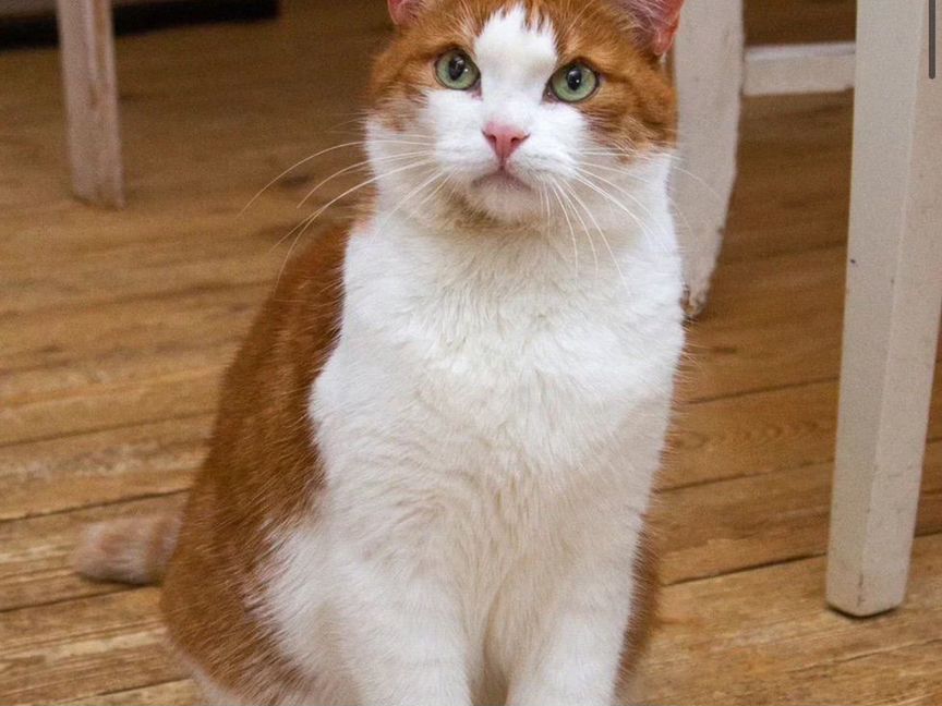 Кот в добрые руки