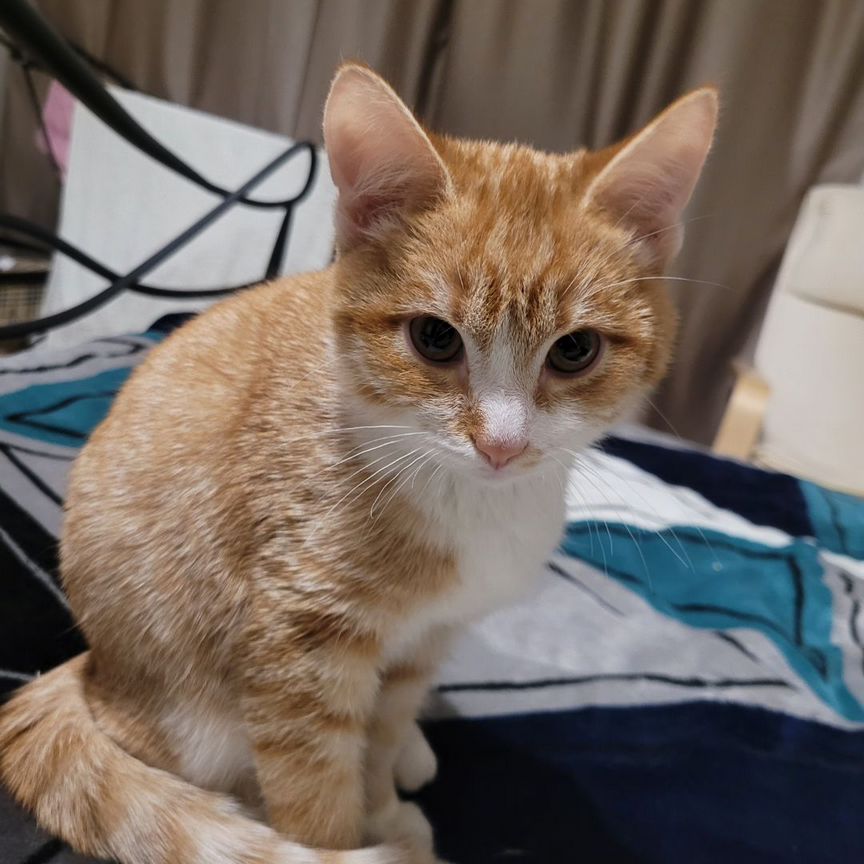 Отдам рыжего котёнка