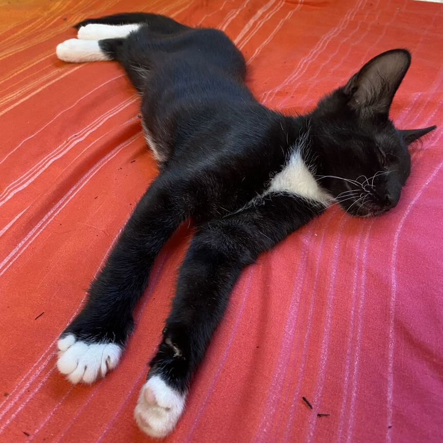 Отдам бесплатно котенка
