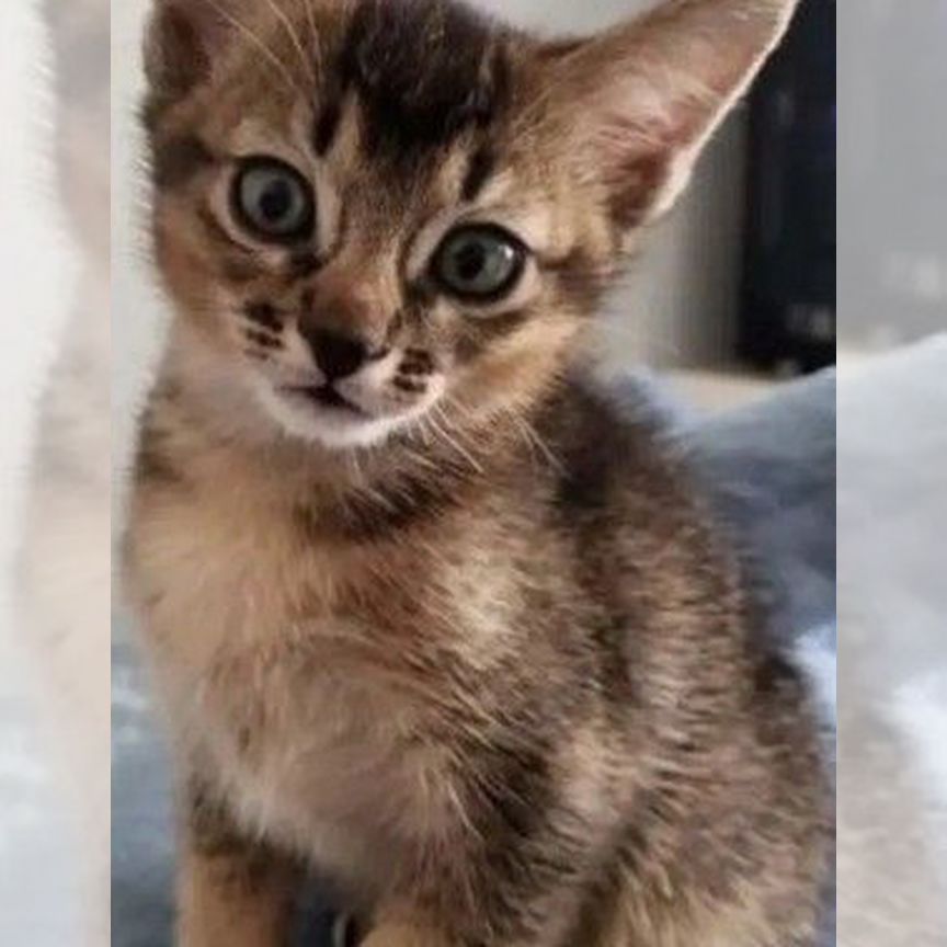 Котята Чаузи