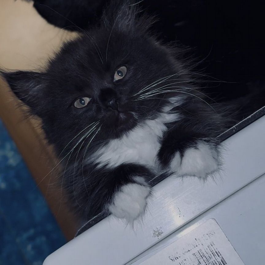 Шотландский прямоухий длинношёрстный котёнок