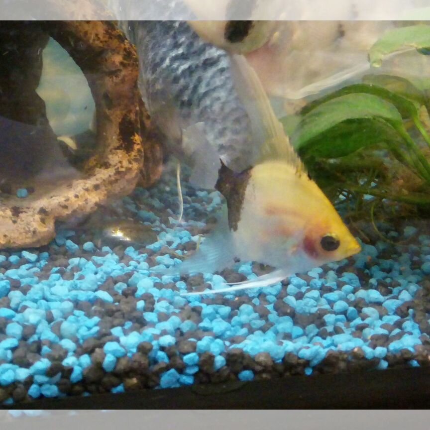 Скалярии (подростки)