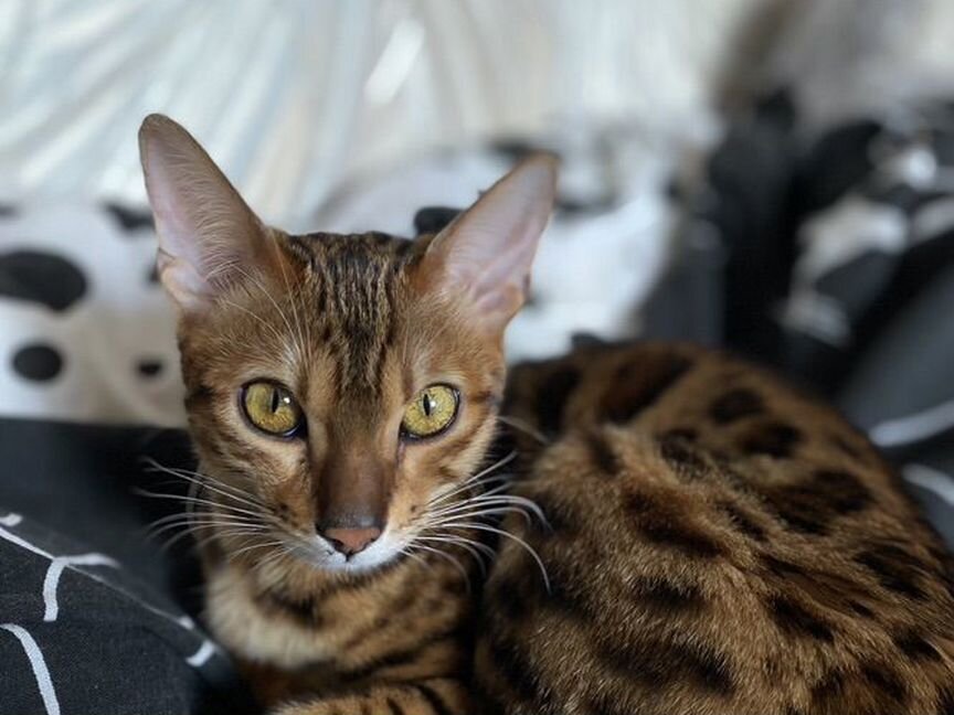 Бенгальская кошка