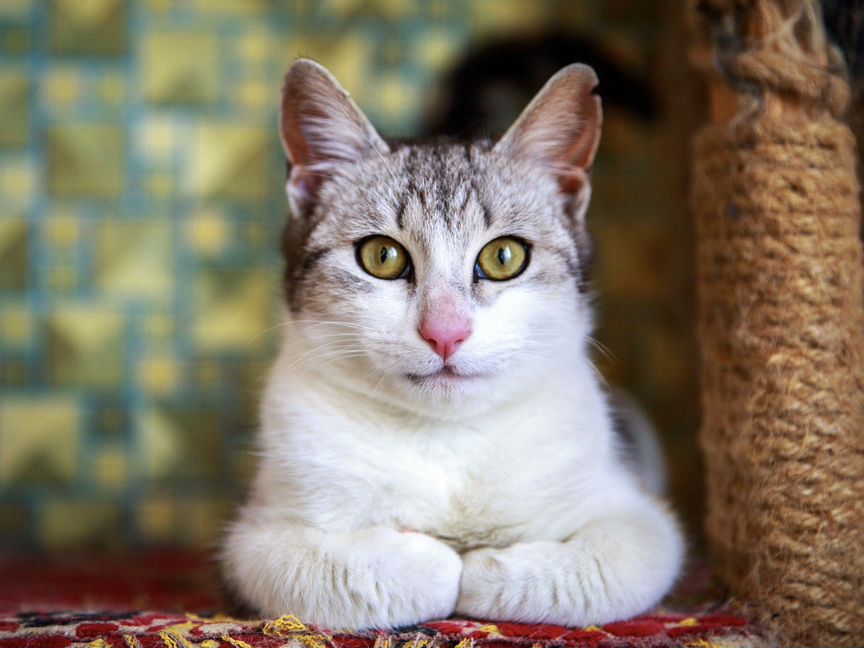 Необыкновенно ласковый котик нуждается в семье