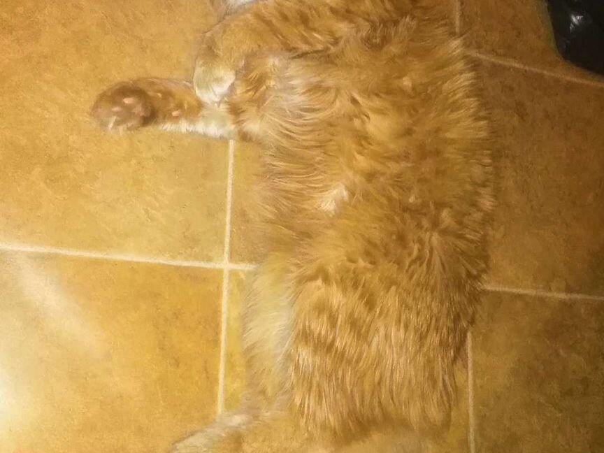 Котик в добрые руки